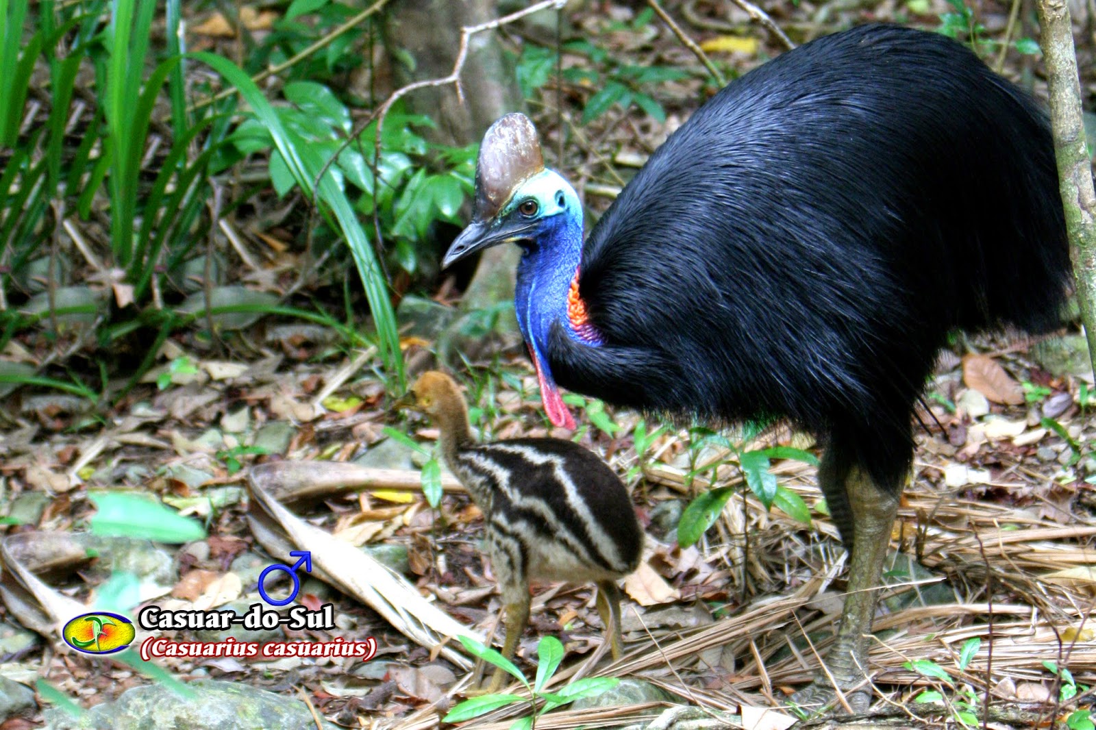 ORNITOLOGIA: Casuar-do-Sul (Casuarius casuarius)